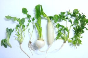 五節句とは？人日・上巳・端午・七夕・重陽の意味、行事に使われる五色の秘密 - 颯彩のライフハックブログ